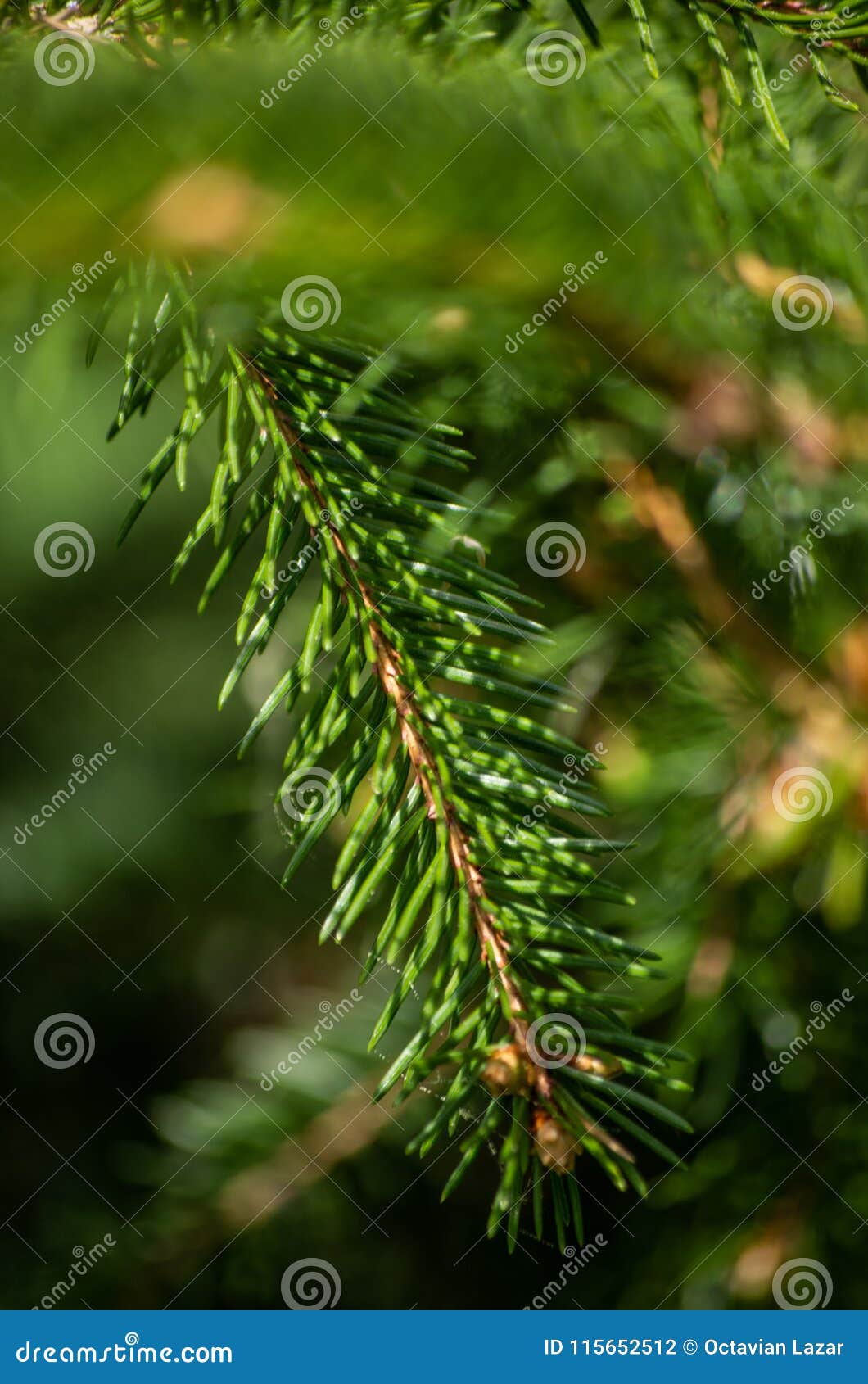 Pine Tree Leaf Close Up Green Background Stock Photo - Image of color ...