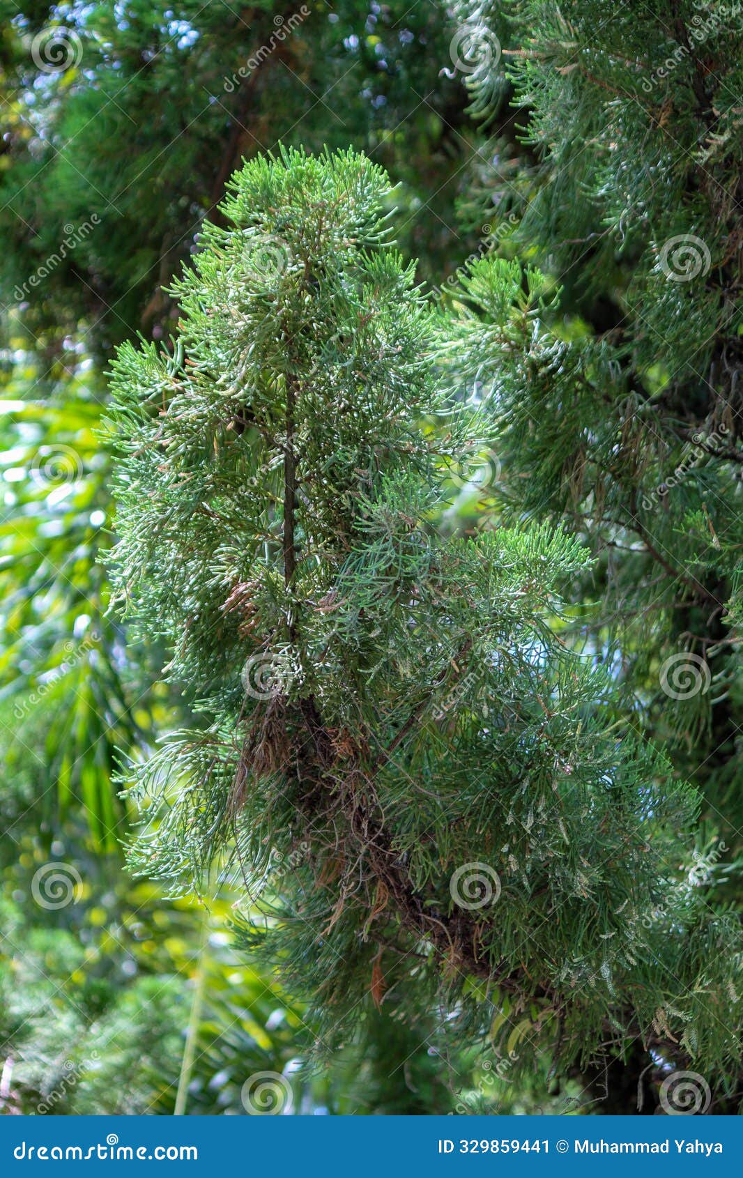 Pine Tree Leave, Low Angle Photo Stock Image - Image of green ...