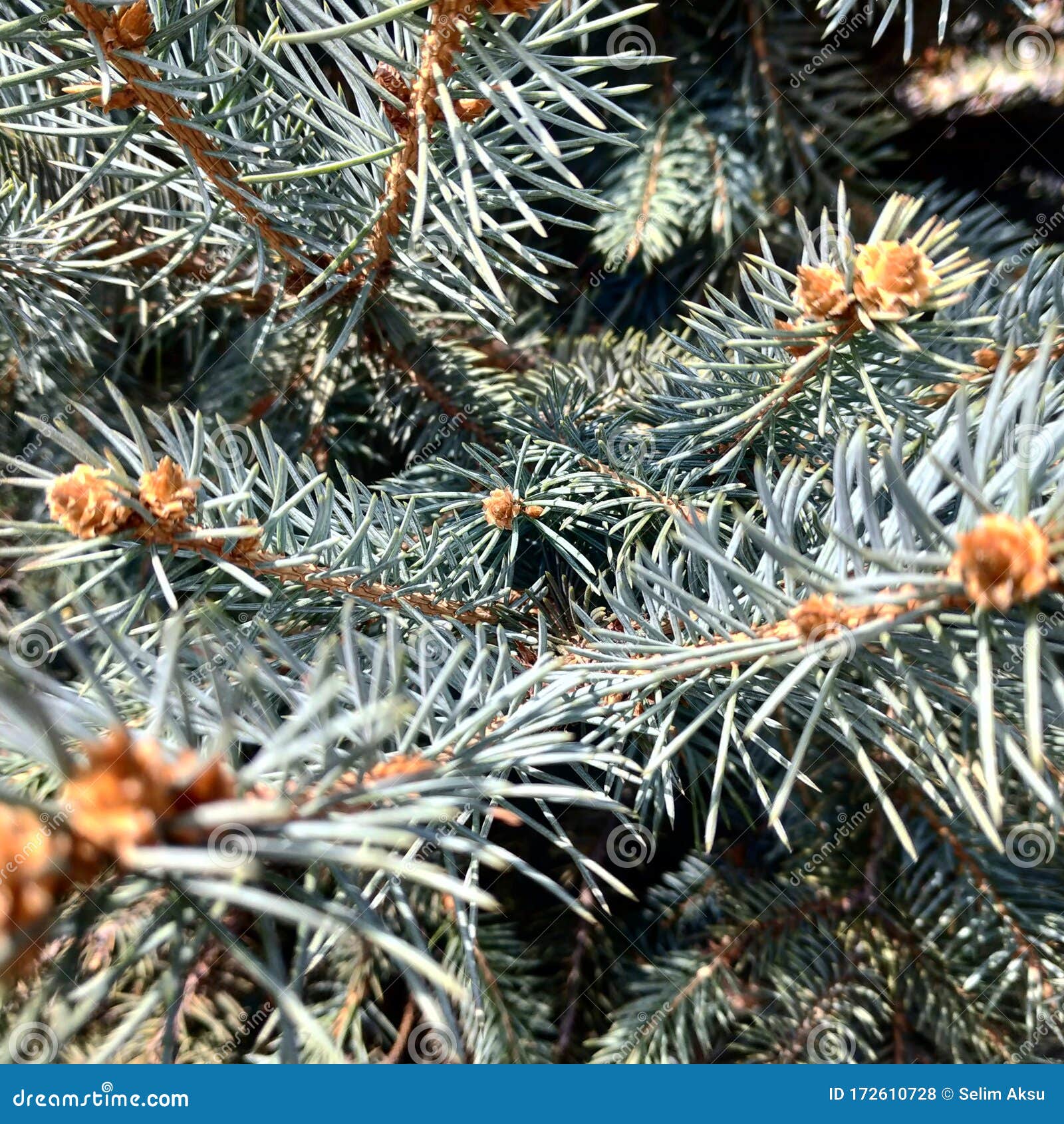 Pine tree leaves stock photo. Image of spring, autumm - 172610728