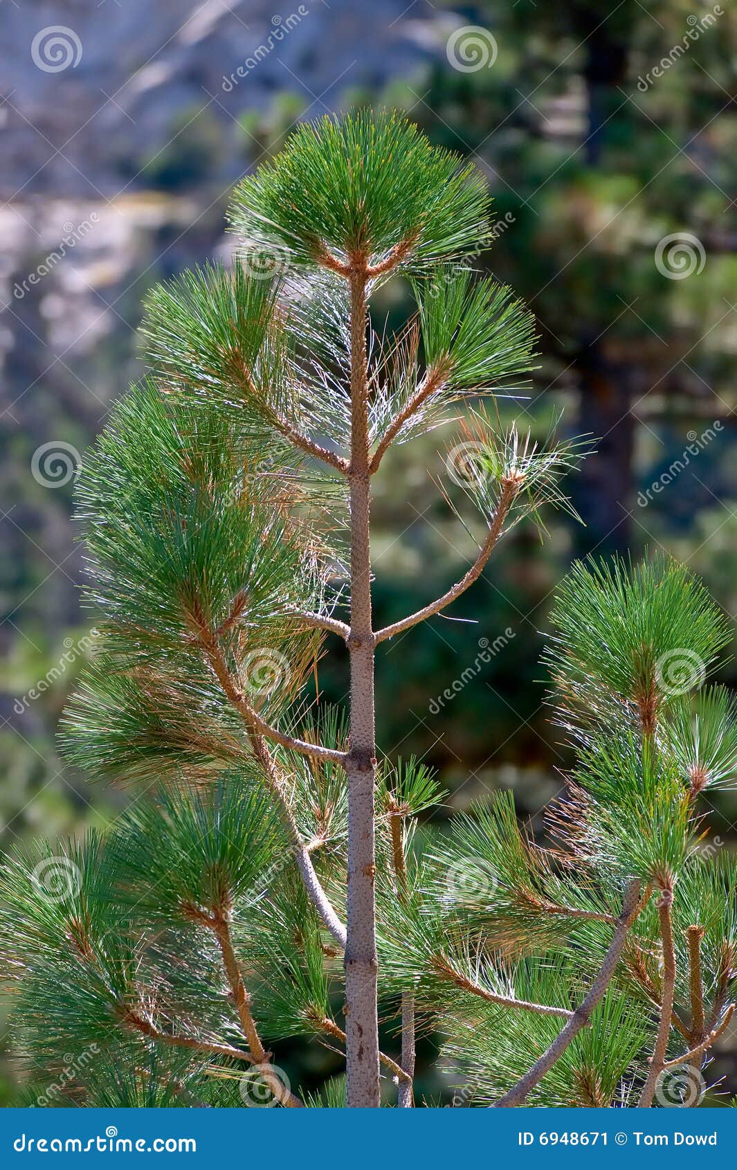 Pine Tree Leaves stock image. Image of branches, nature - 6948671