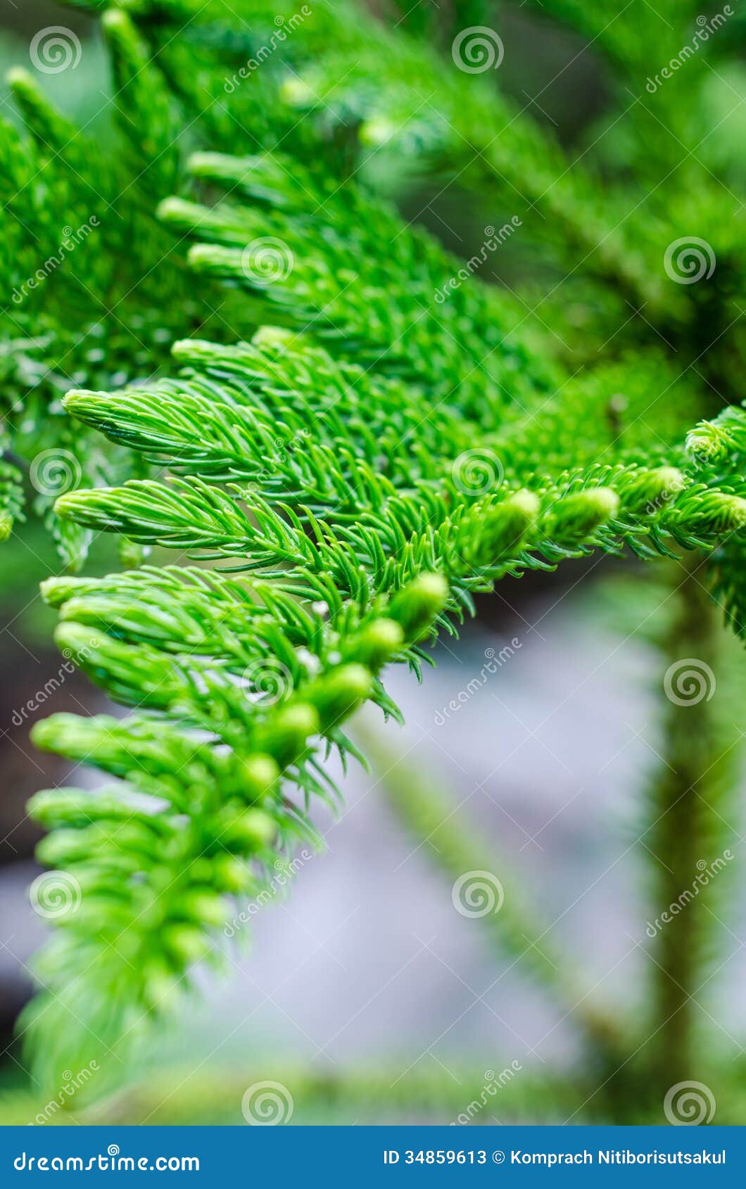 Pine tree leaves. stock image. Image of light, leaves - 34859613