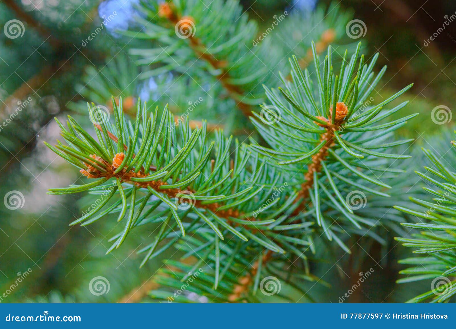 Pine tree leaves stock image. Image of macro, branch - 77877597