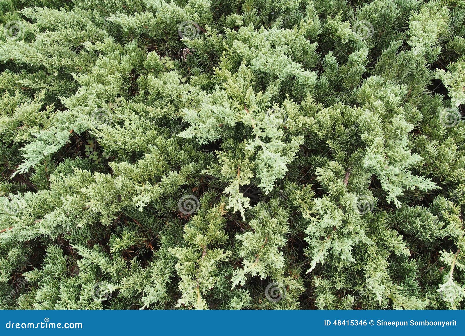Pine-tree leaves detail stock photo. Image of outdoor - 48415346