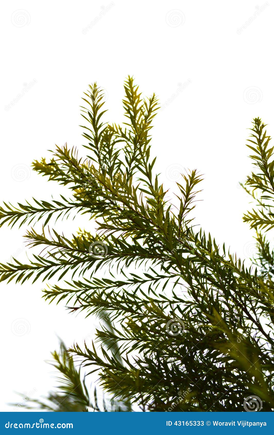 Pine tree leaves stock image. Image of forest, sting - 43165333