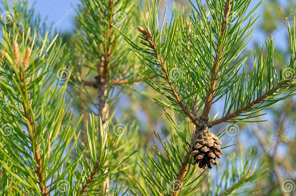 Pine Tree Leaves. Pine Tree Needle Leaves Close Up Stock Image - Image ...