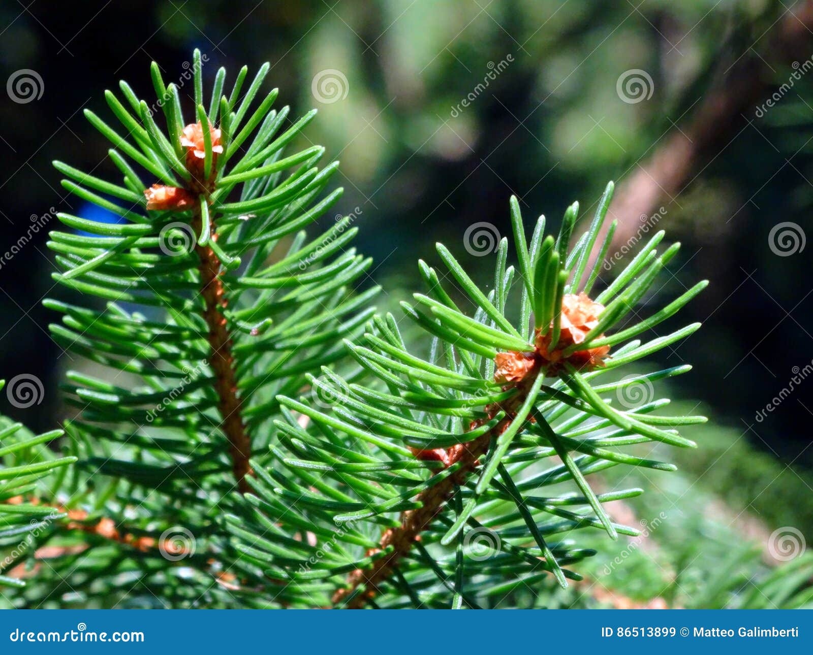 Pine tree leaves stock image. Image of needle, needles - 86513899