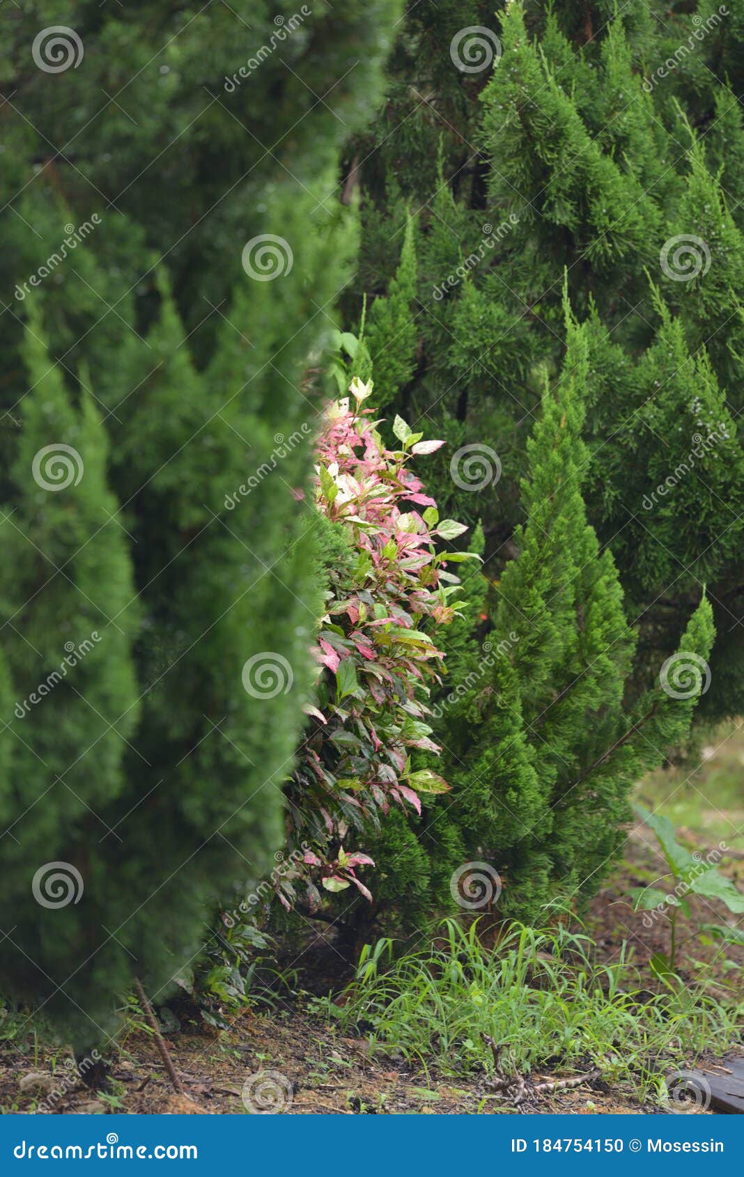 Pine tree and pink leaves stock photo. Image of pine - 184754150