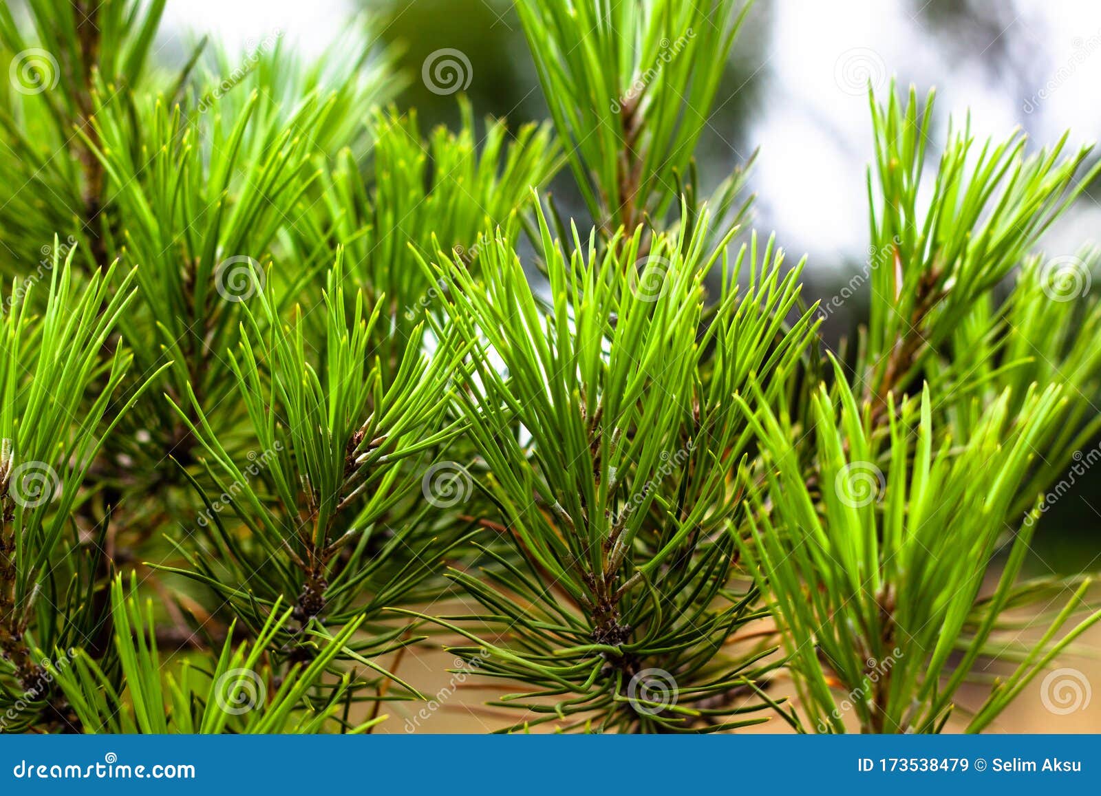 Pine Tree Leaves in the Spring Season. Stock Image - Image of beauty ...