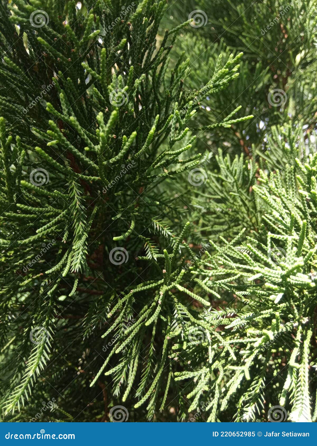Pine Tree Leaves Texture Image Stock Image - Image of tree, background ...