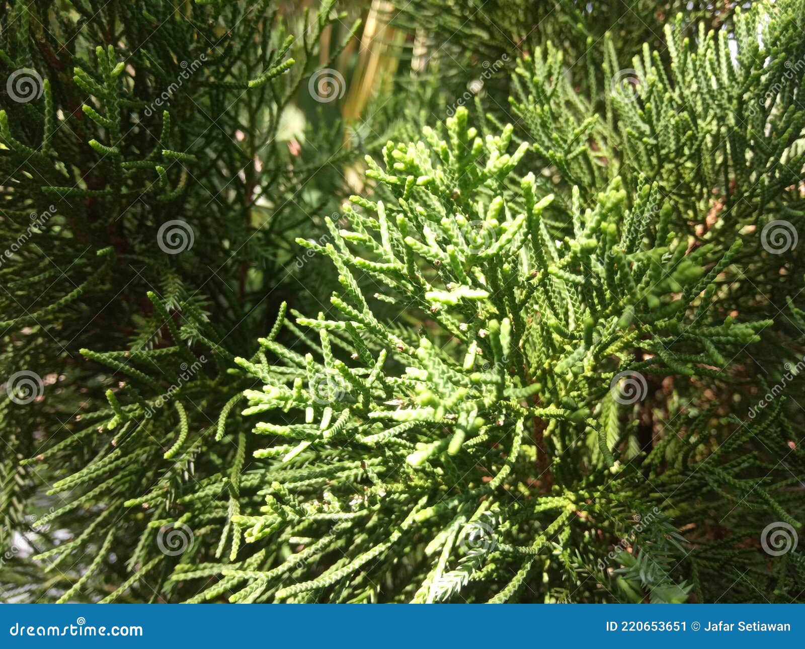 Pine Tree Leaves Texture Image with Sunlight Stock Image - Image of ...
