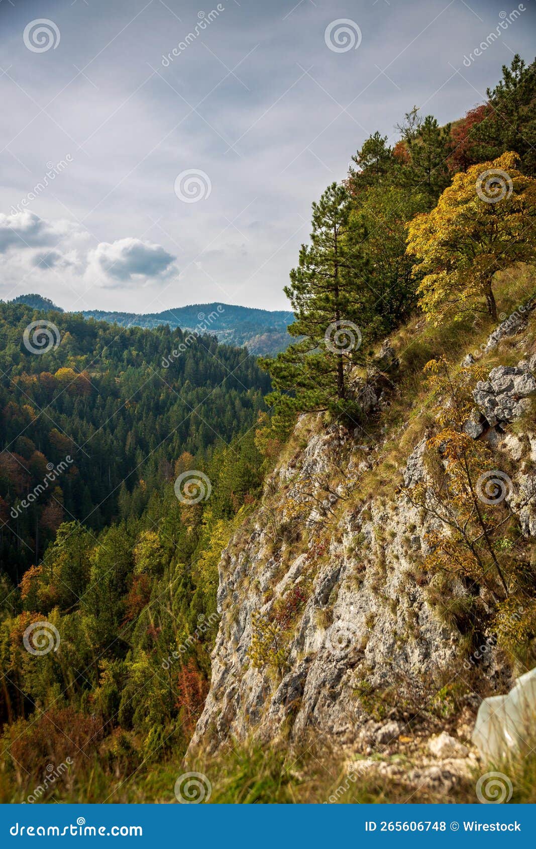 Pine tree on a ledge stock photo. Image of outdoor, wild - 265606748