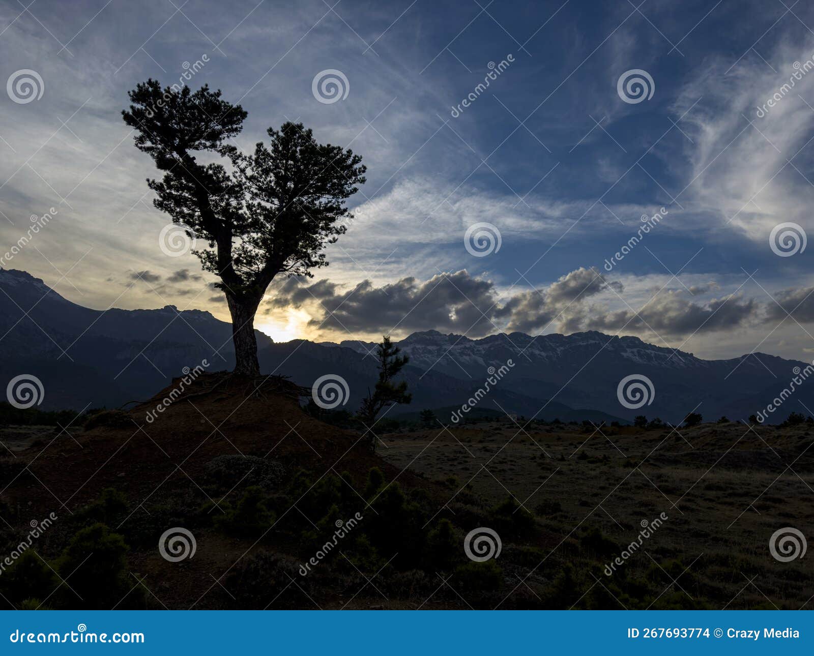 Pine Tree Left Alone in Nature and Sunset Time Stock Photo - Image of ...