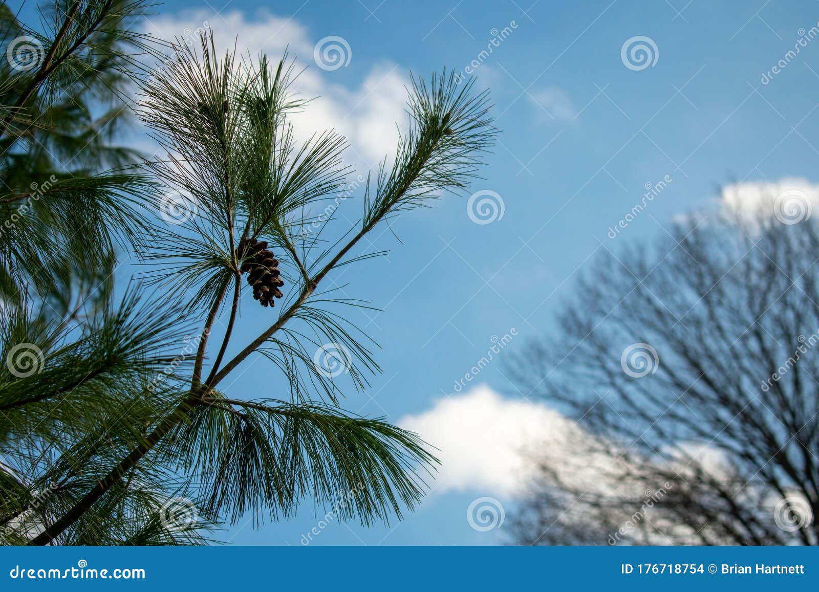 Pine Tree Limbs with a Pine Cone Stock Photo - Image of green, tree ...
