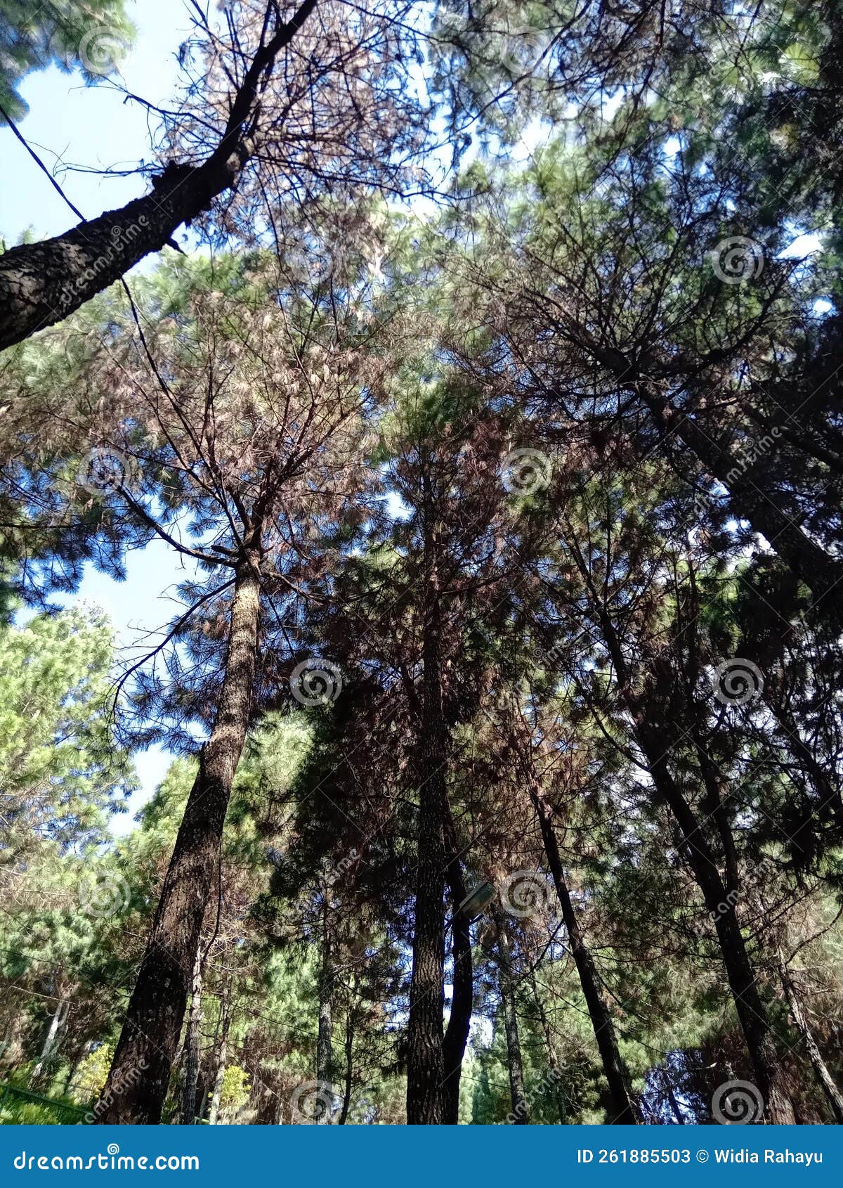 Pine Tree Line from Bottom View Stock Image - Image of sunlight, view ...