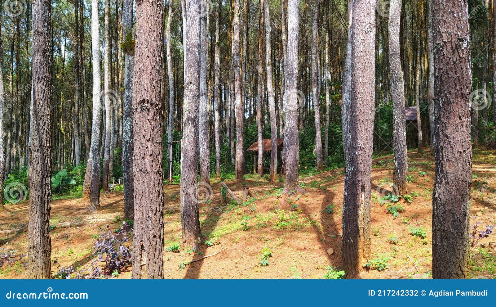 Pine Tree Line in the Forest Stock Photo - Image of wilderness, trunk ...