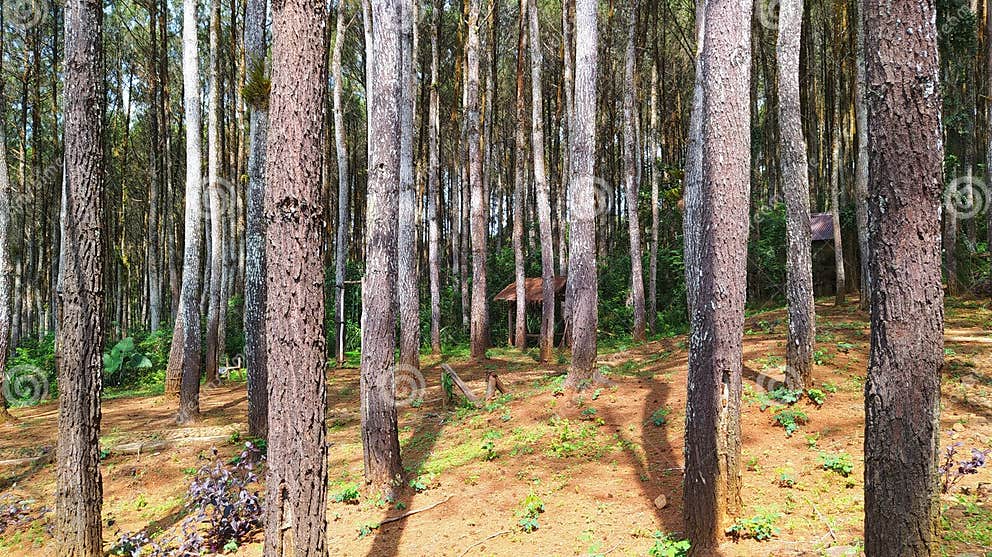 Pine Tree Line in the Forest Stock Photo - Image of wilderness, trunk ...