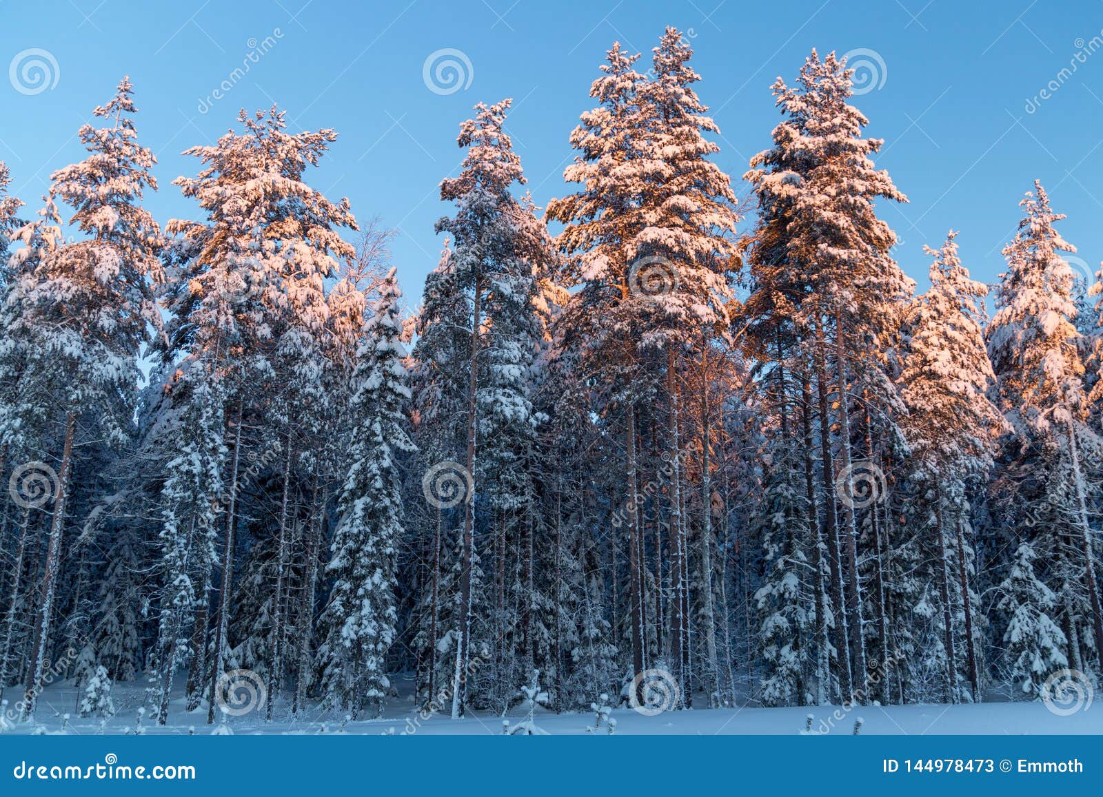 Pine Tree Line in Winter with Snow Stock Image - Image of trees, winter ...