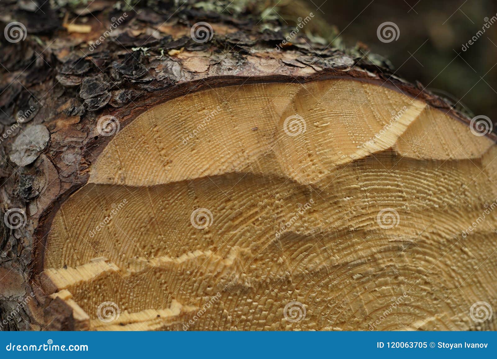 Pine Tree Log with Chopping Marks Stock Image - Image of close, split ...