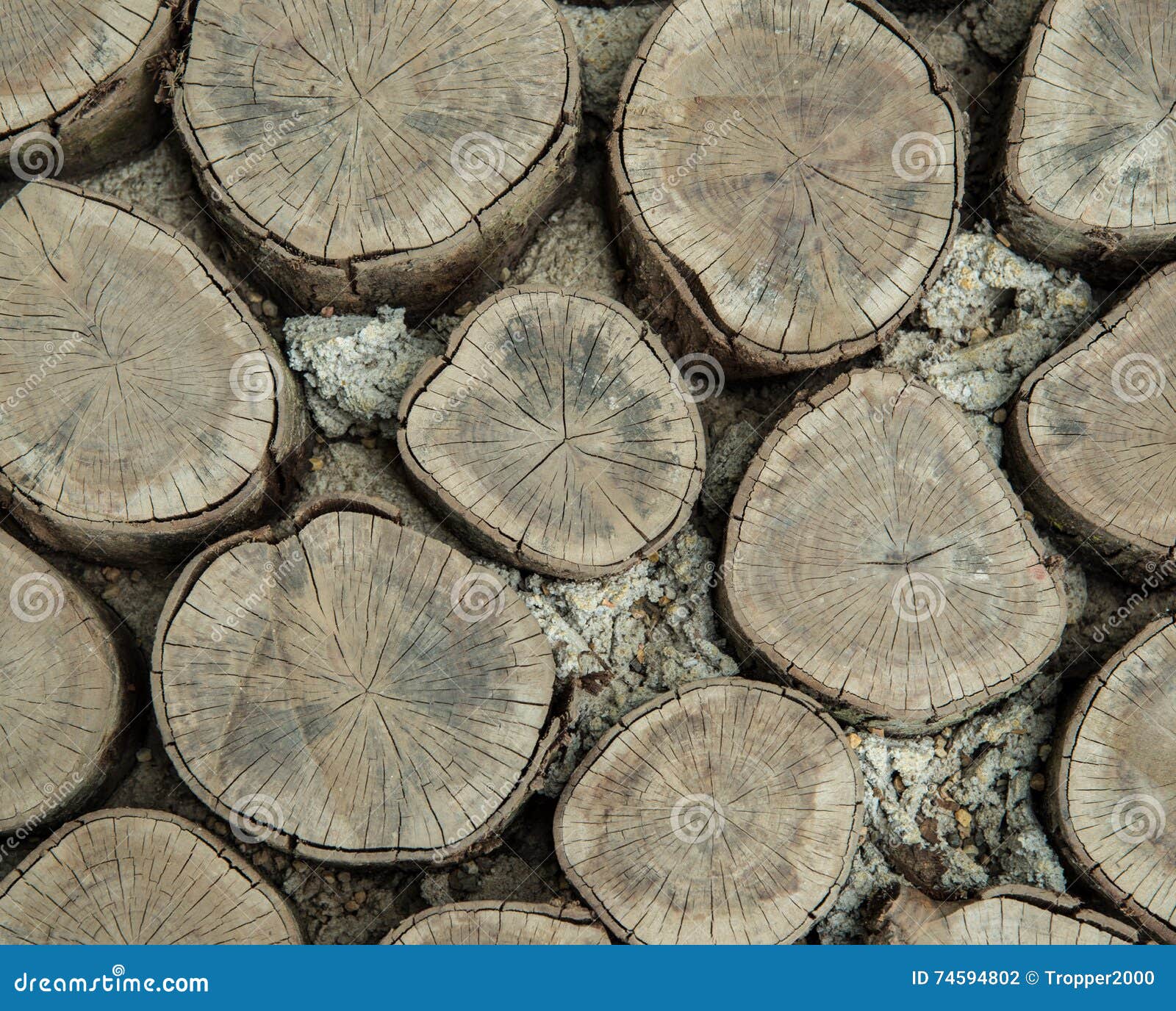 Pine tree log. stock photo. Image of pattern, outdoors - 74594802