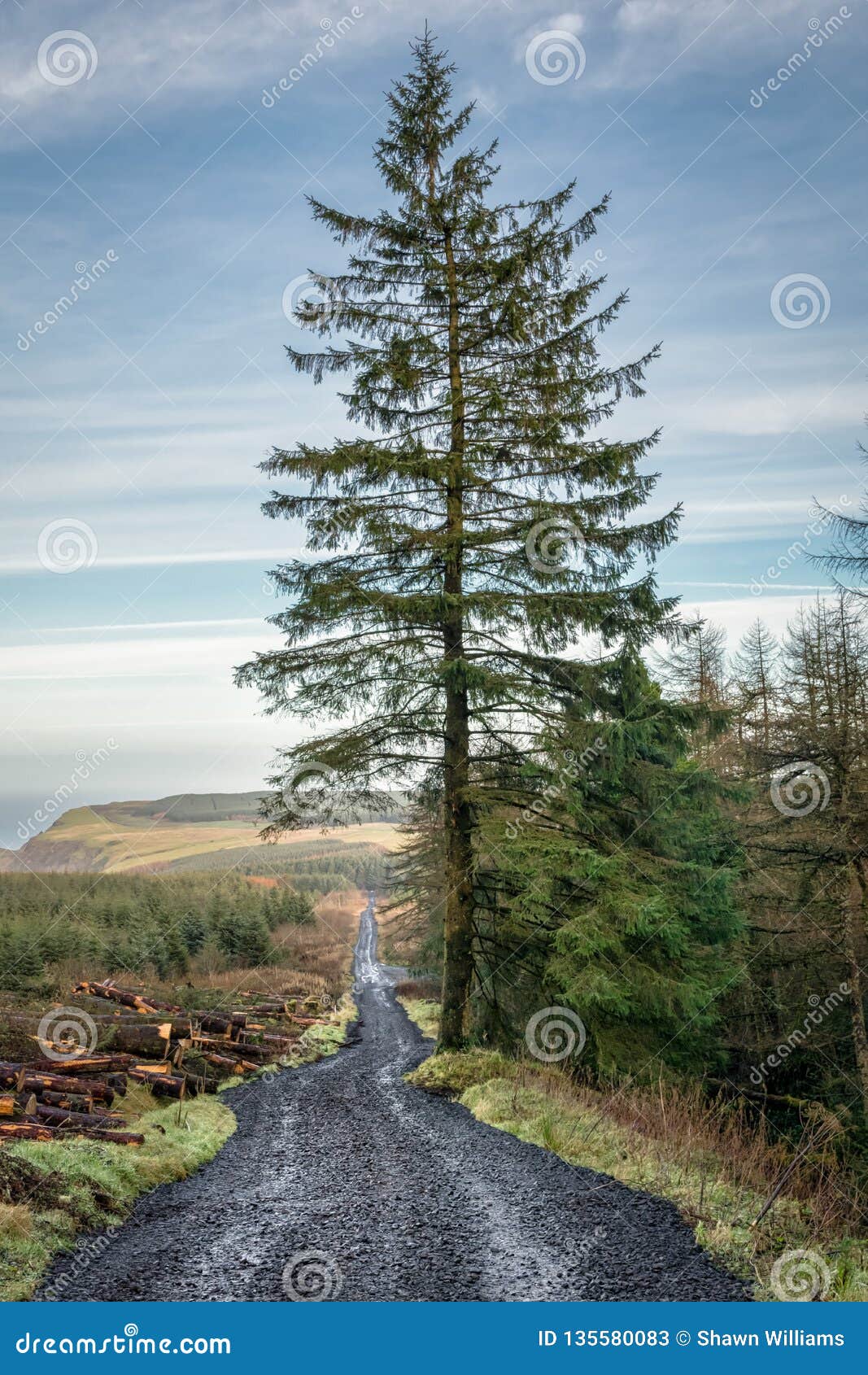 Pine Tree on a Logging Road Stock Image - Image of natural, green ...