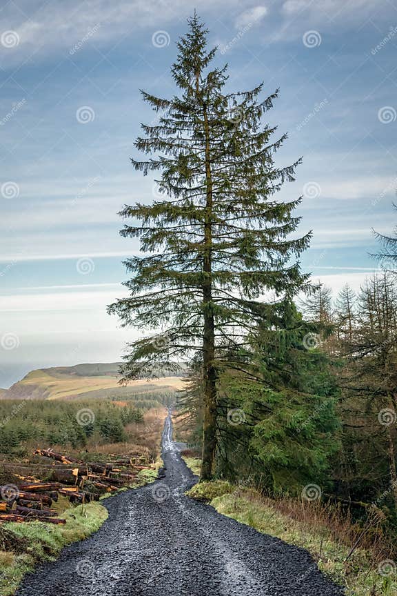 Pine Tree on a Logging Road Stock Image - Image of natural, green ...