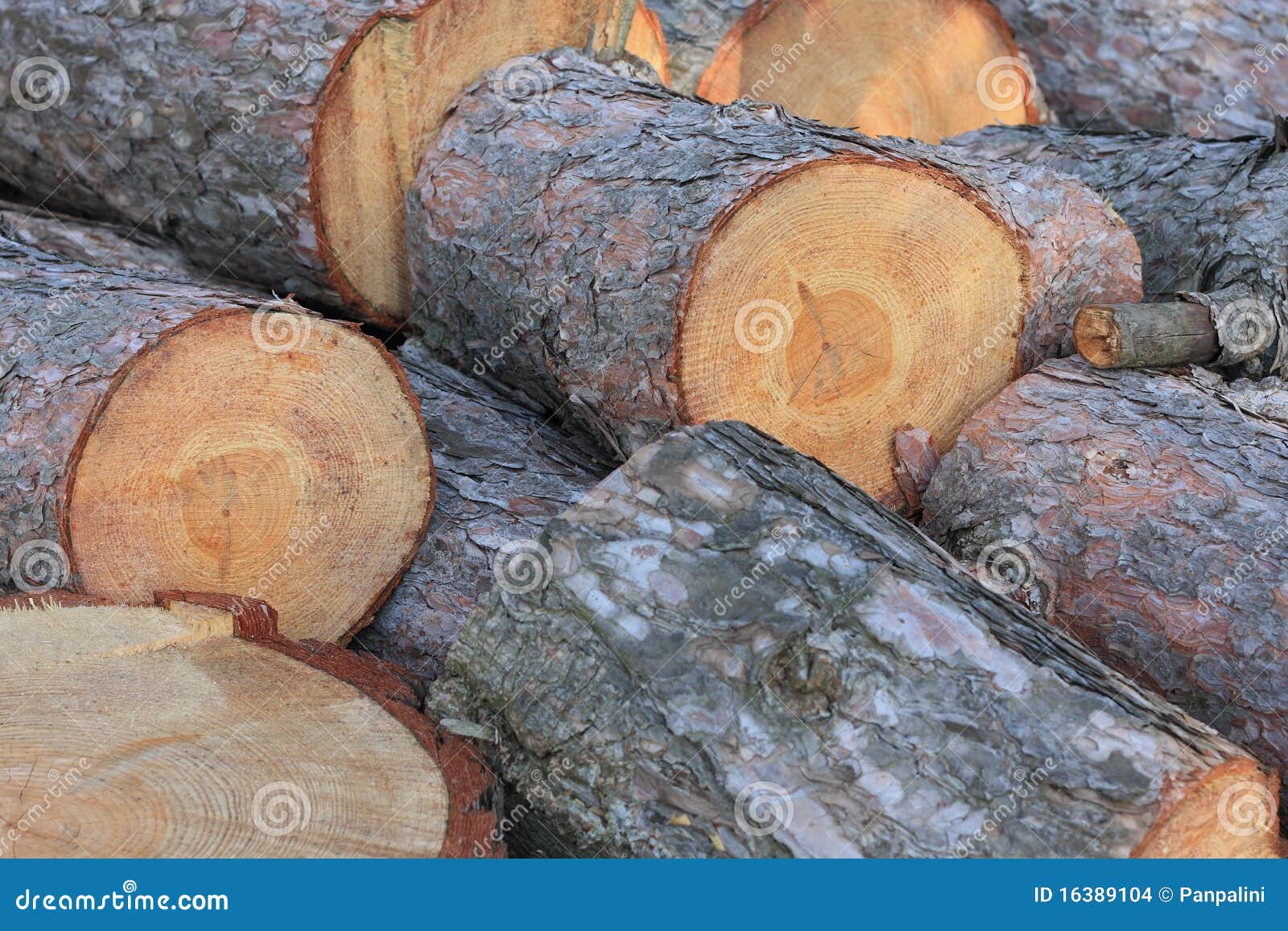 Pine tree logs stock photo. Image of lumber, trunk, bark - 16389104