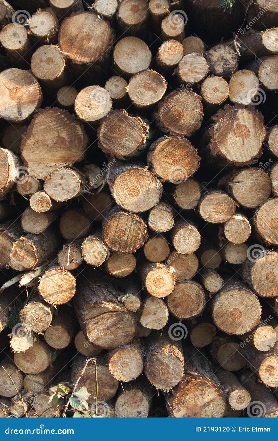 Pine tree logs stock photo. Image of horizontal, logs - 2193120