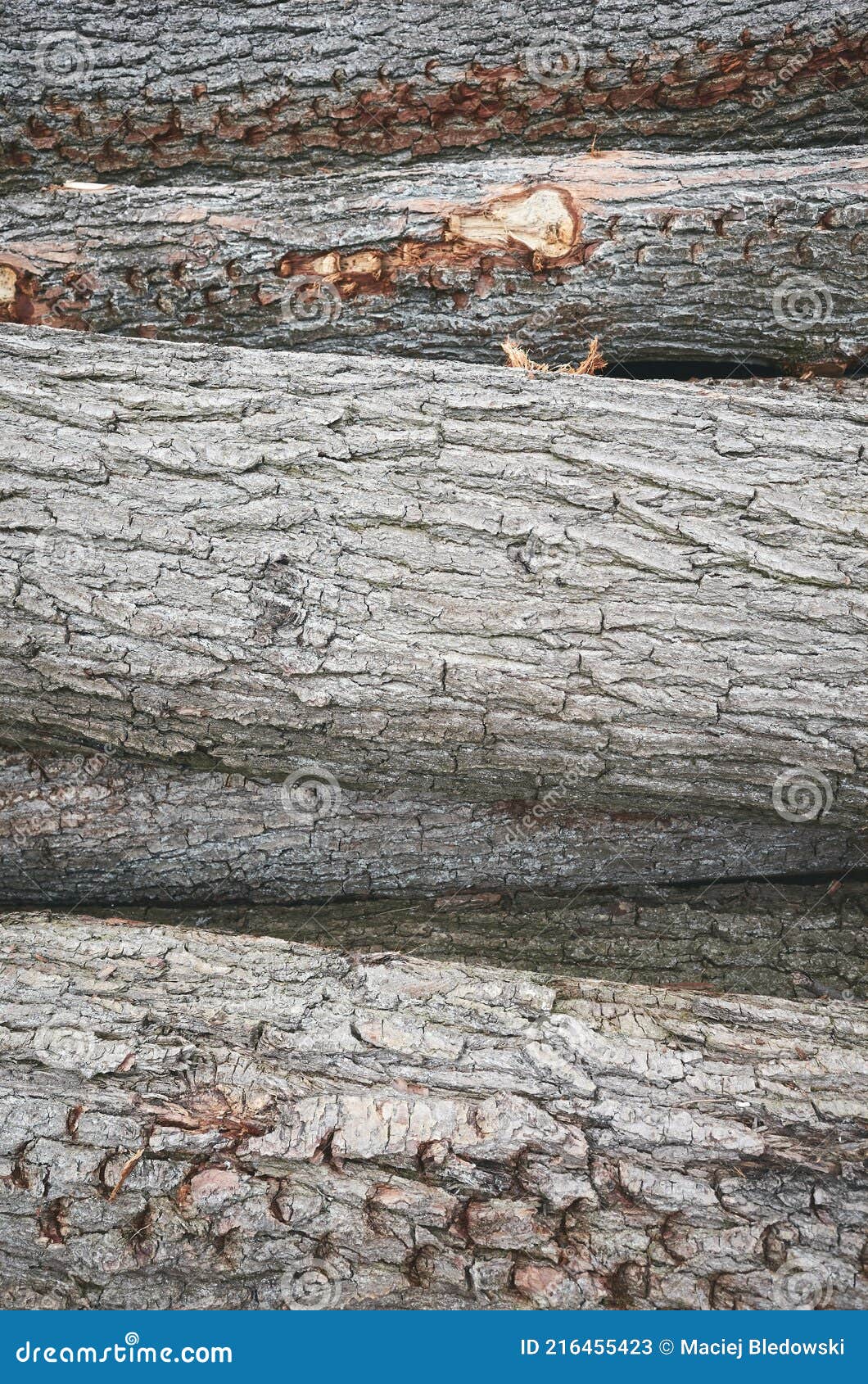Pine Tree Logs Bark Background, Selective Focus Stock Image - Image of ...