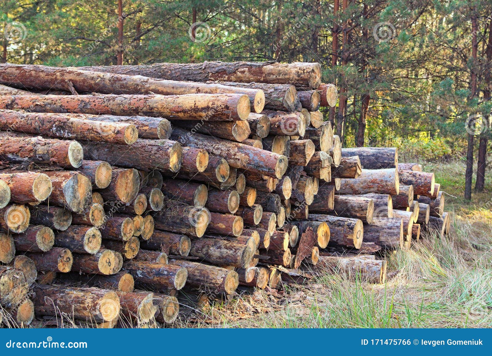 Pine Tree Logs in Forest. Freshly Cut Tree Logs Piled Up Stock Photo ...