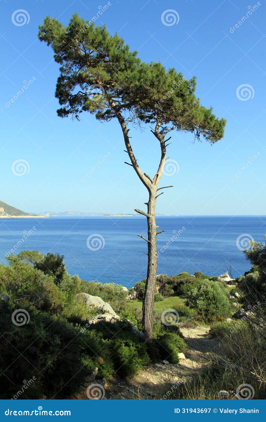Pine tree stock image. Image of green, level, grass, tree - 31943697