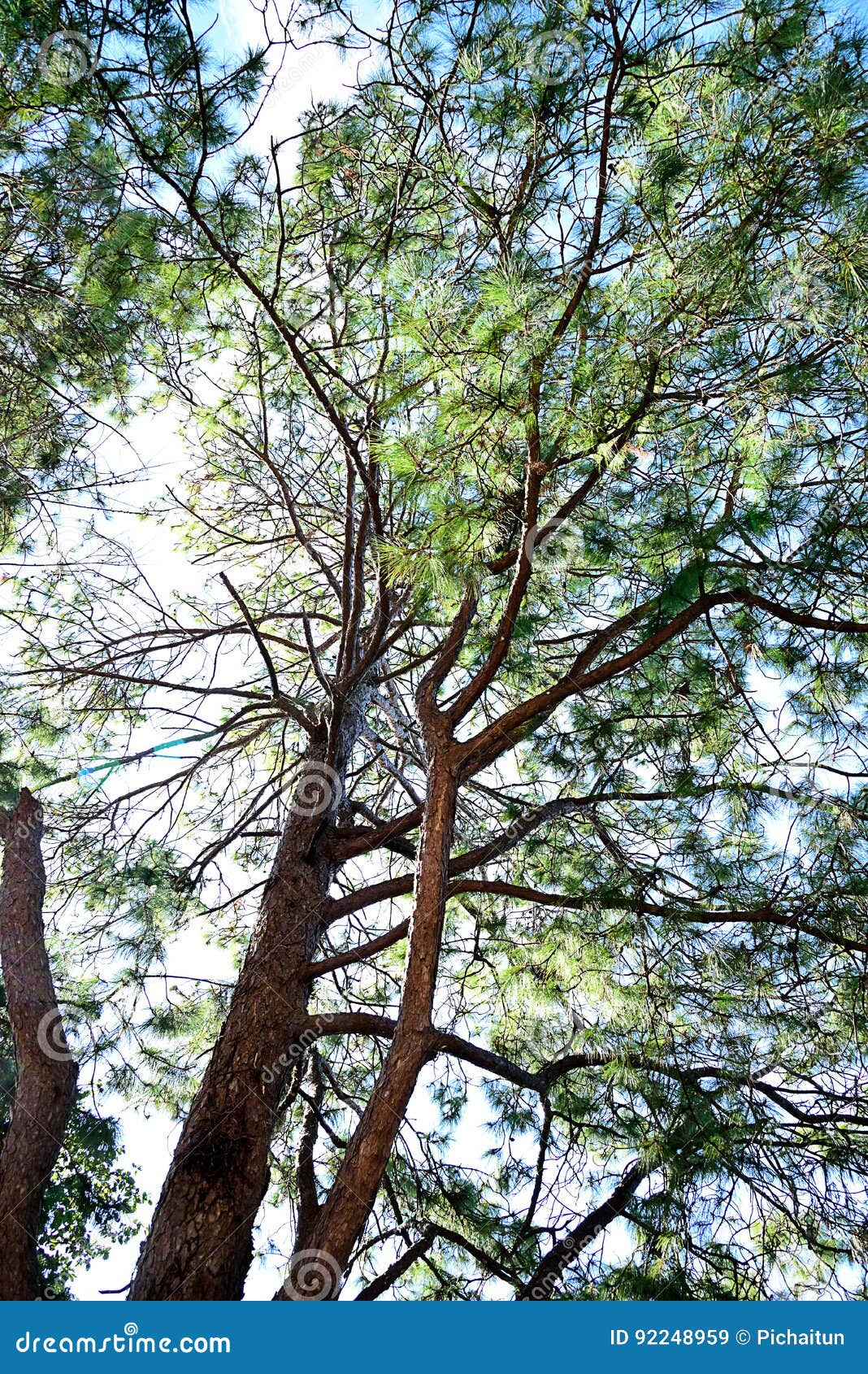 Pine tree stock image. Image of scaly, monoecious, pine - 92248959