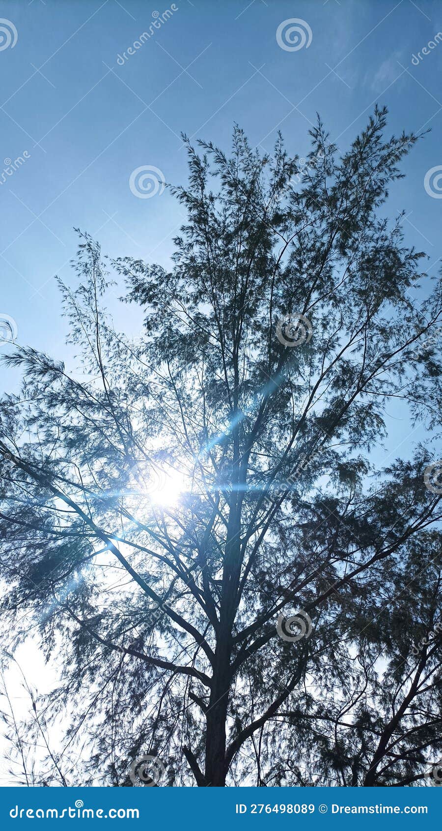 The Pine Tree that Looks Very Beautiful Stock Image - Image of park ...