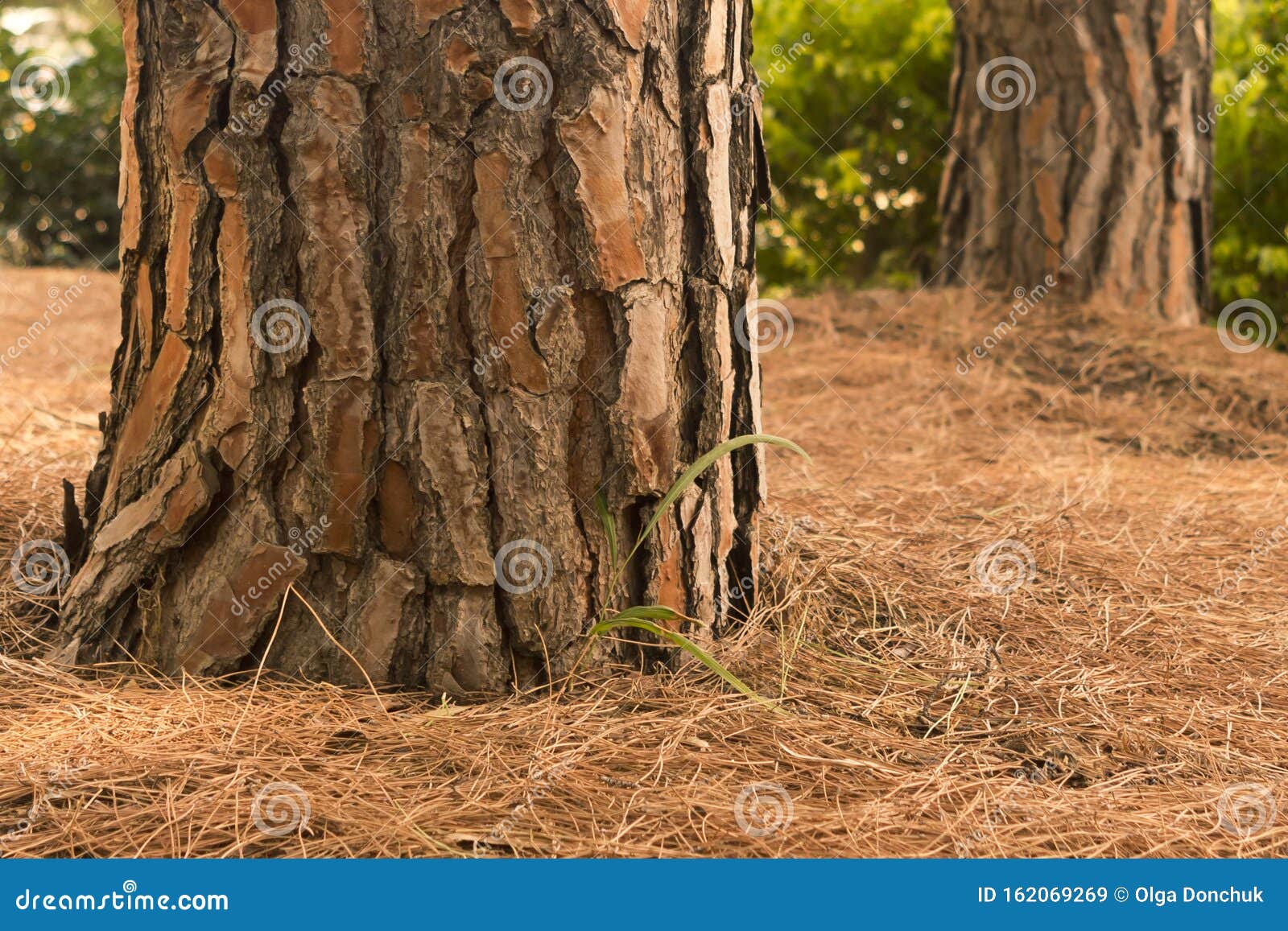 Pine Tree Lower Trunk on Forest Floor Stock Image - Image of nature ...