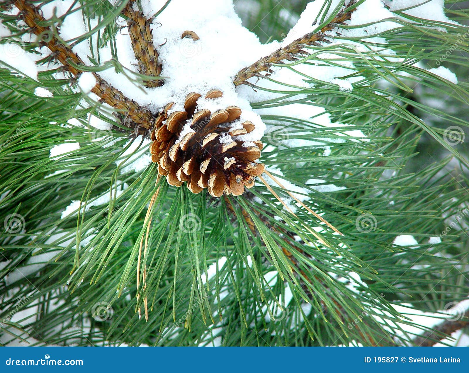 Pine tree lump in snow stock image. Image of year, lump - 195827