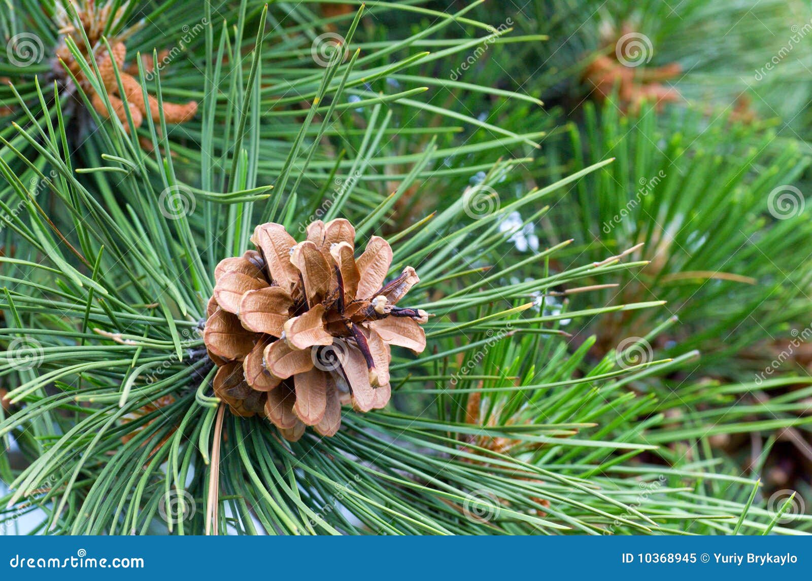 Pine tree (macro) stock image. Image of outdoor, branch - 10368945