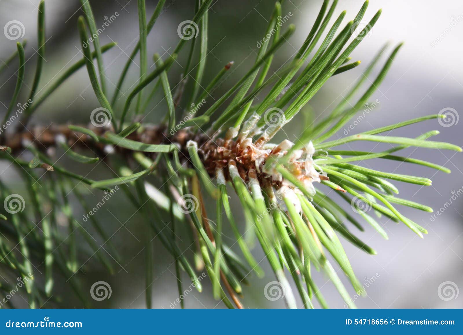 Pine stock photo. Image of sunny, branch, city, macro - 54718656