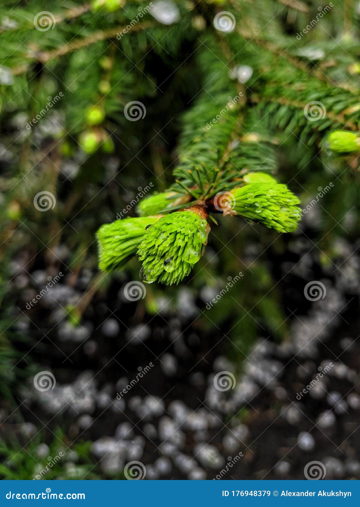 Pine tree macro shot stock image. Image of green, shot - 176948379