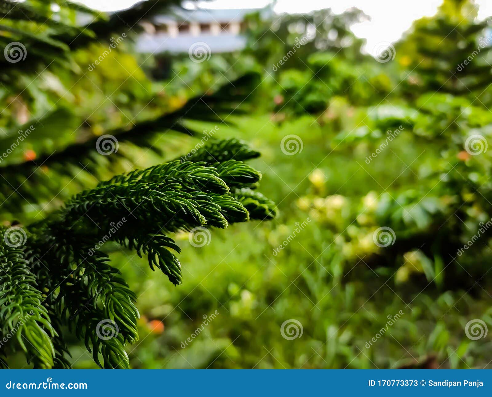 Pine Tree Macro Shot in the Afternoon. Stock Image - Image of cedar ...
