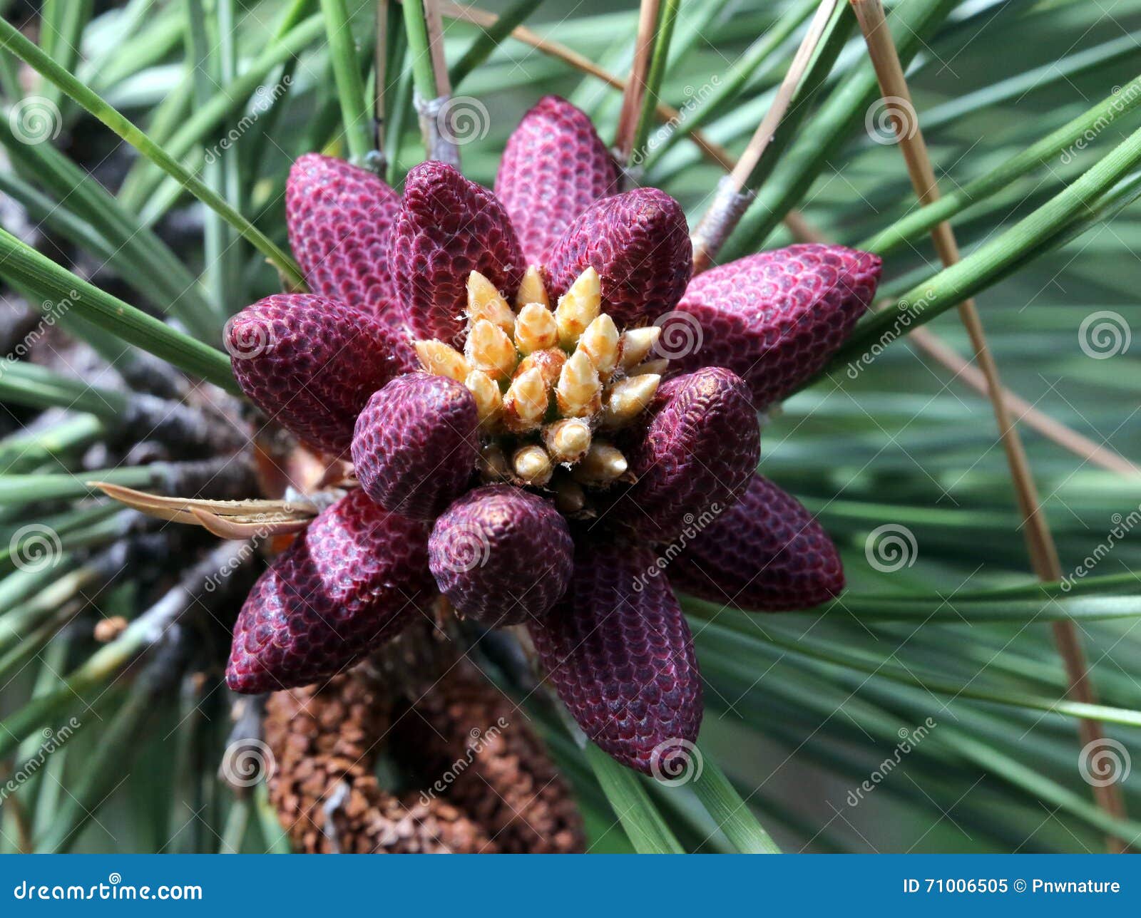 Pine Tree Male Pollen Cones Stock Image - Image of pollen, male: 71006505