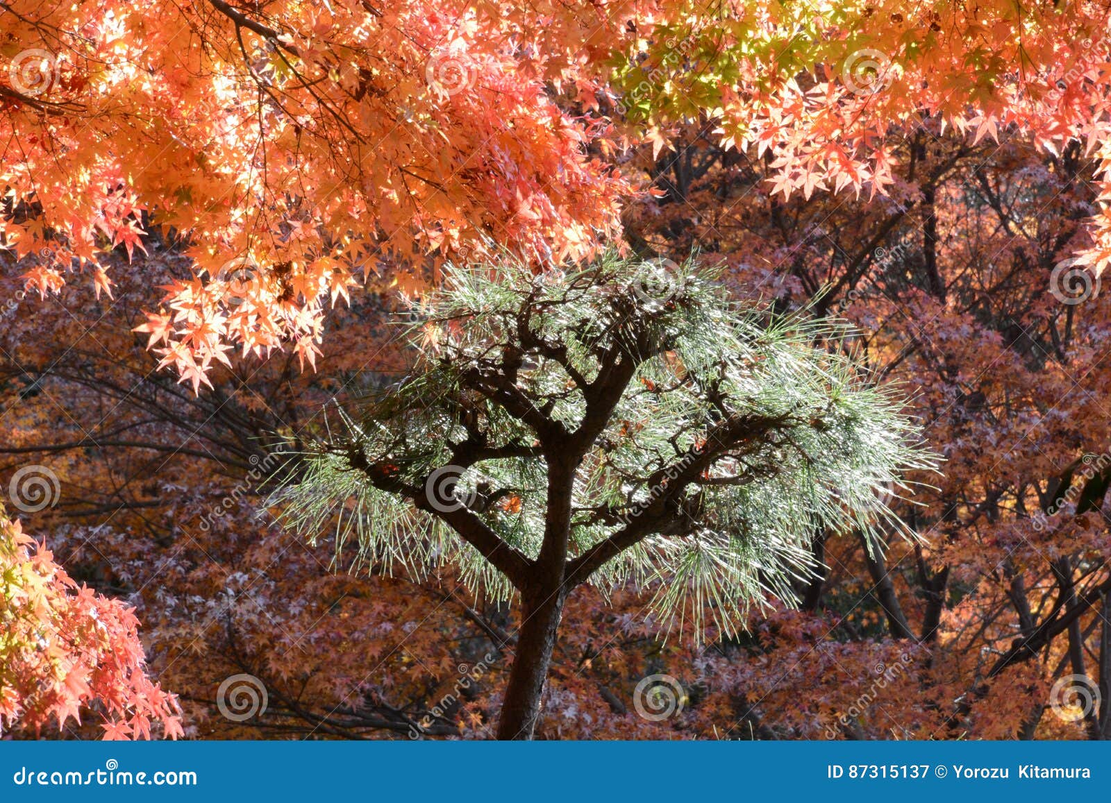 Pine tree and Maple trees stock image. Image of pine - 87315137