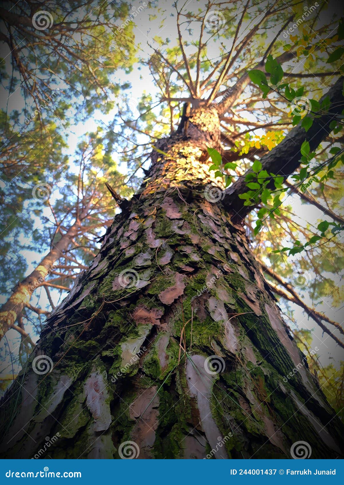 Pine Tree in Margalla Hills Islamabad Pakistan Stock Image - Image of ...