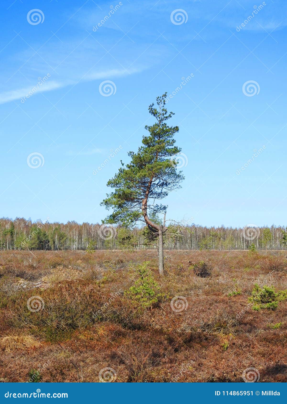 Pine Tree in Marsh, Lithuania Stock Image - Image of beautiful, tree ...