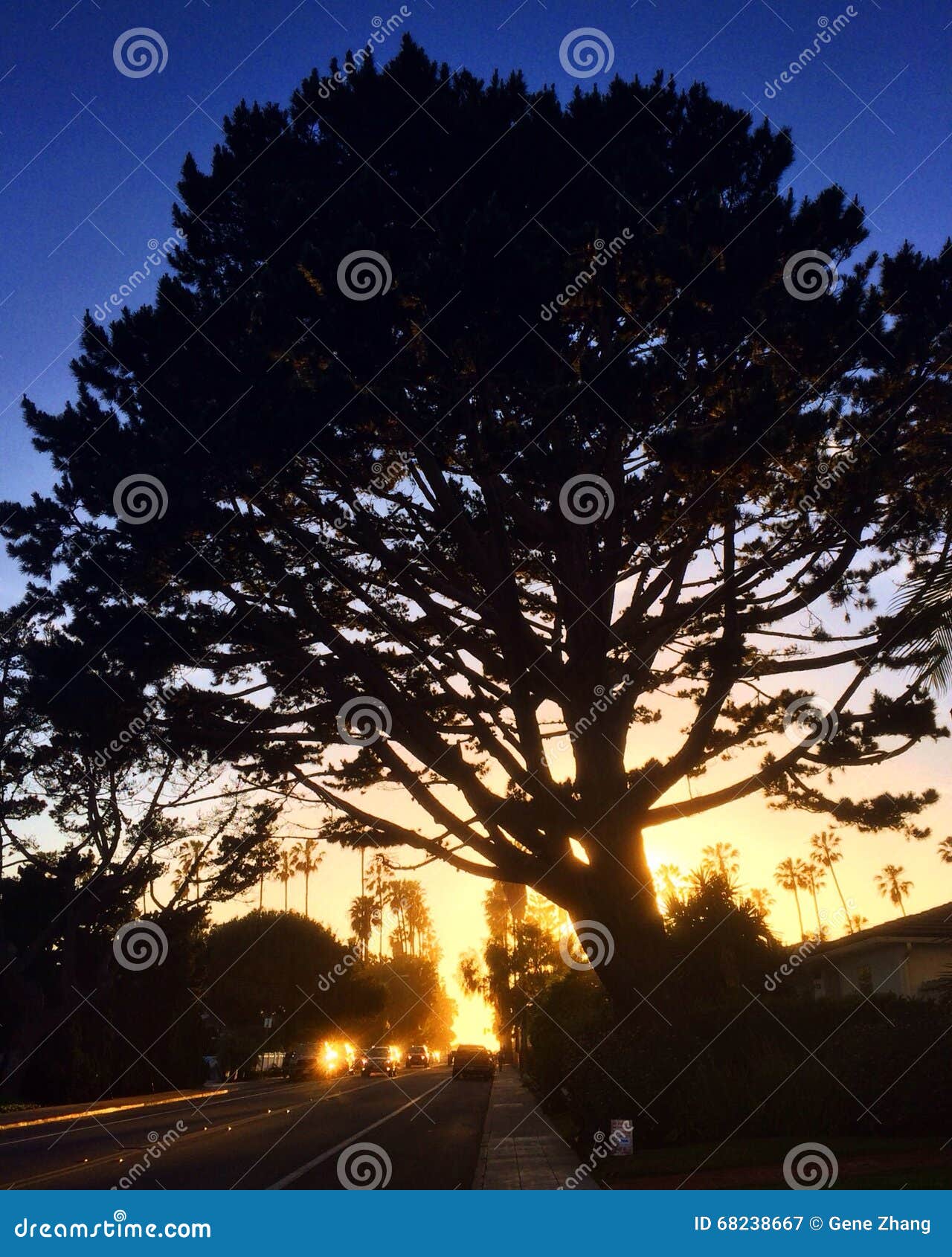 Pine Tree in Mist, San Diego Editorial Photography - Image of diego ...