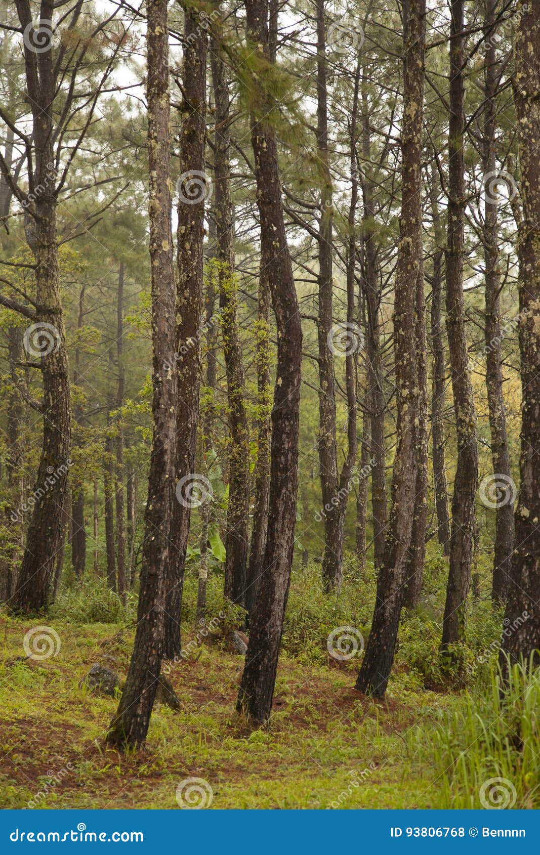 Pine tree in the mist stock photo. Image of calm, daylight - 93806768