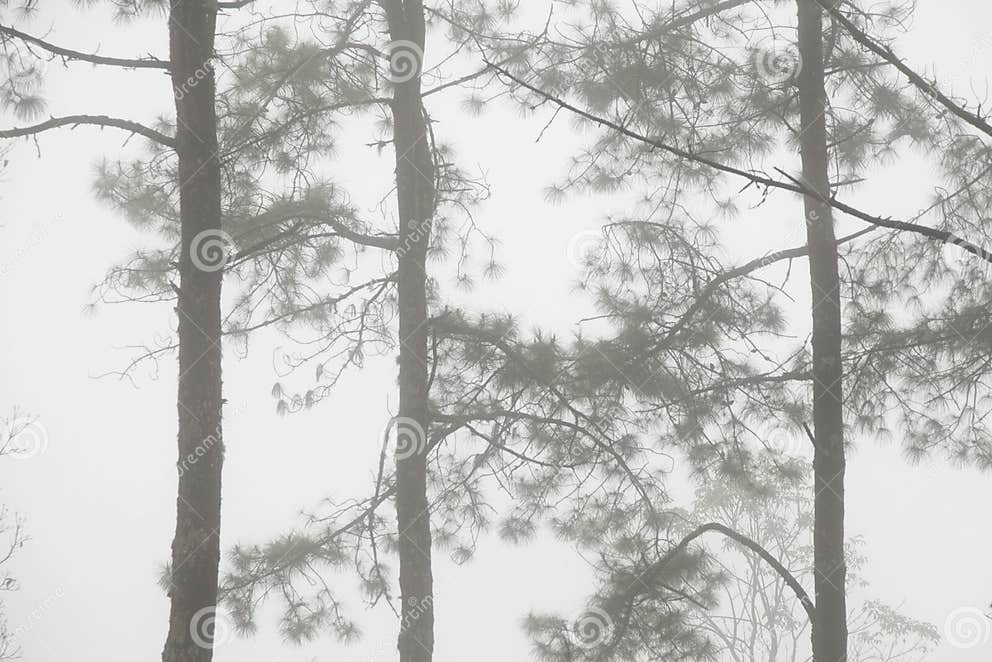 Pine tree in the mist stock photo. Image of nature, dawn - 93807302