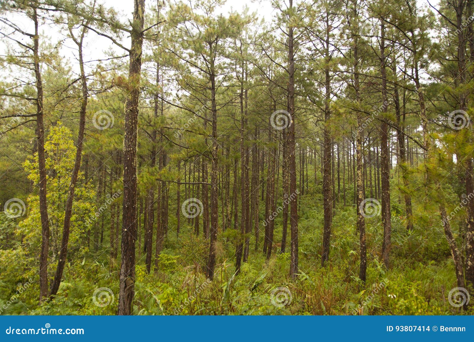 Pine tree in the mist stock photo. Image of foggy, rays - 93807414