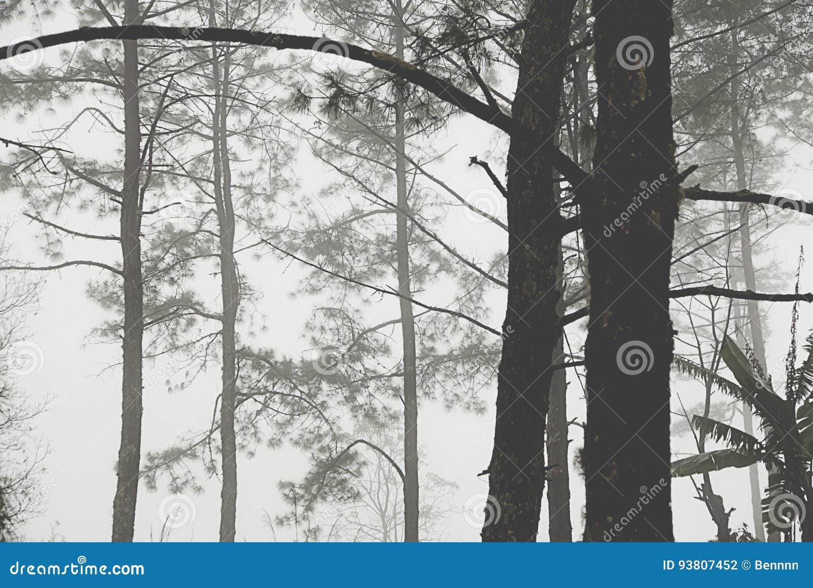 Pine tree in the mist stock photo. Image of pine, natural - 93807452