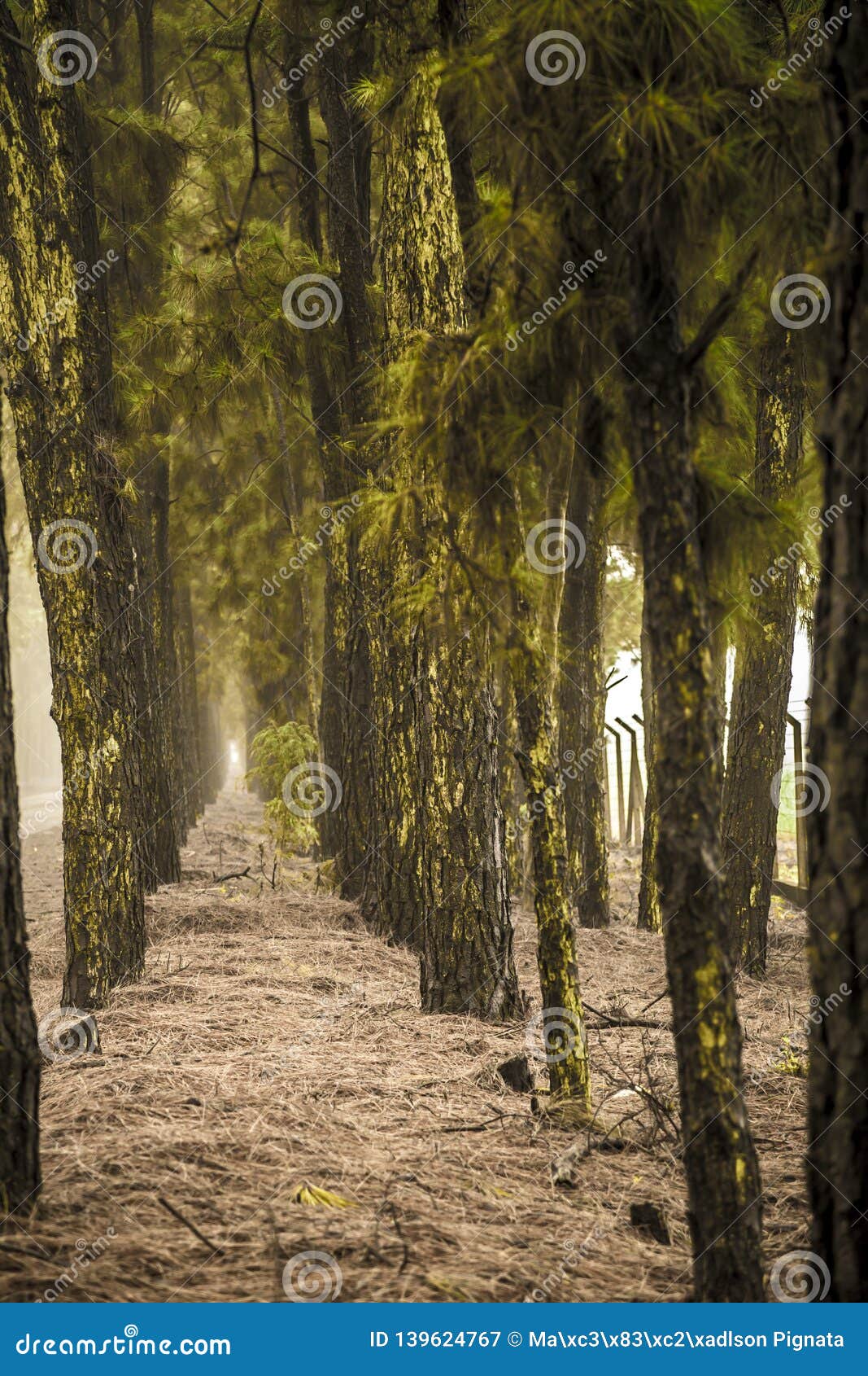 Pine Tree Mist Road Beautiful Scene Stock Image - Image of ground ...