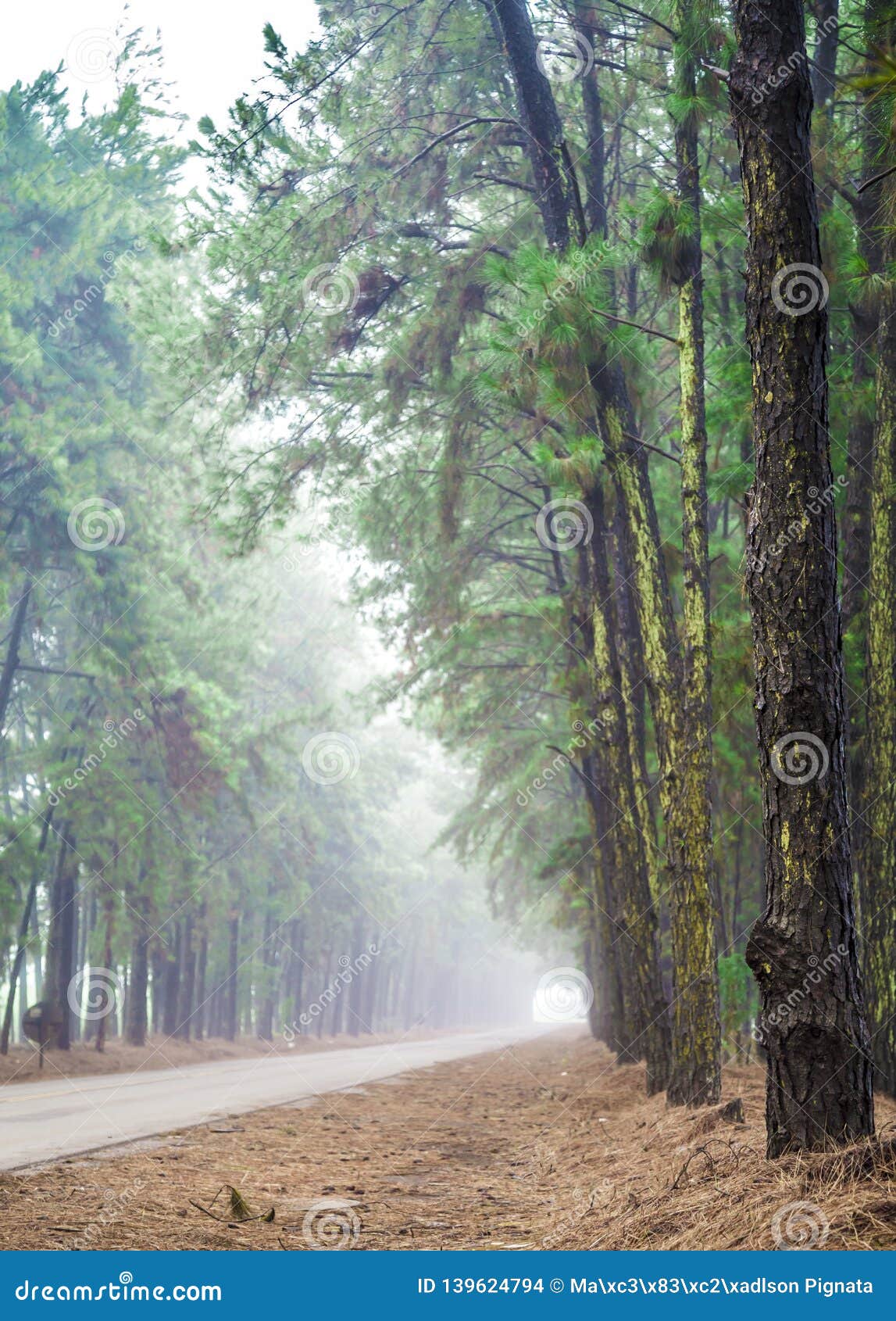 Pine Tree Mist Road Beautiful Scene Stock Photo - Image of landscape ...