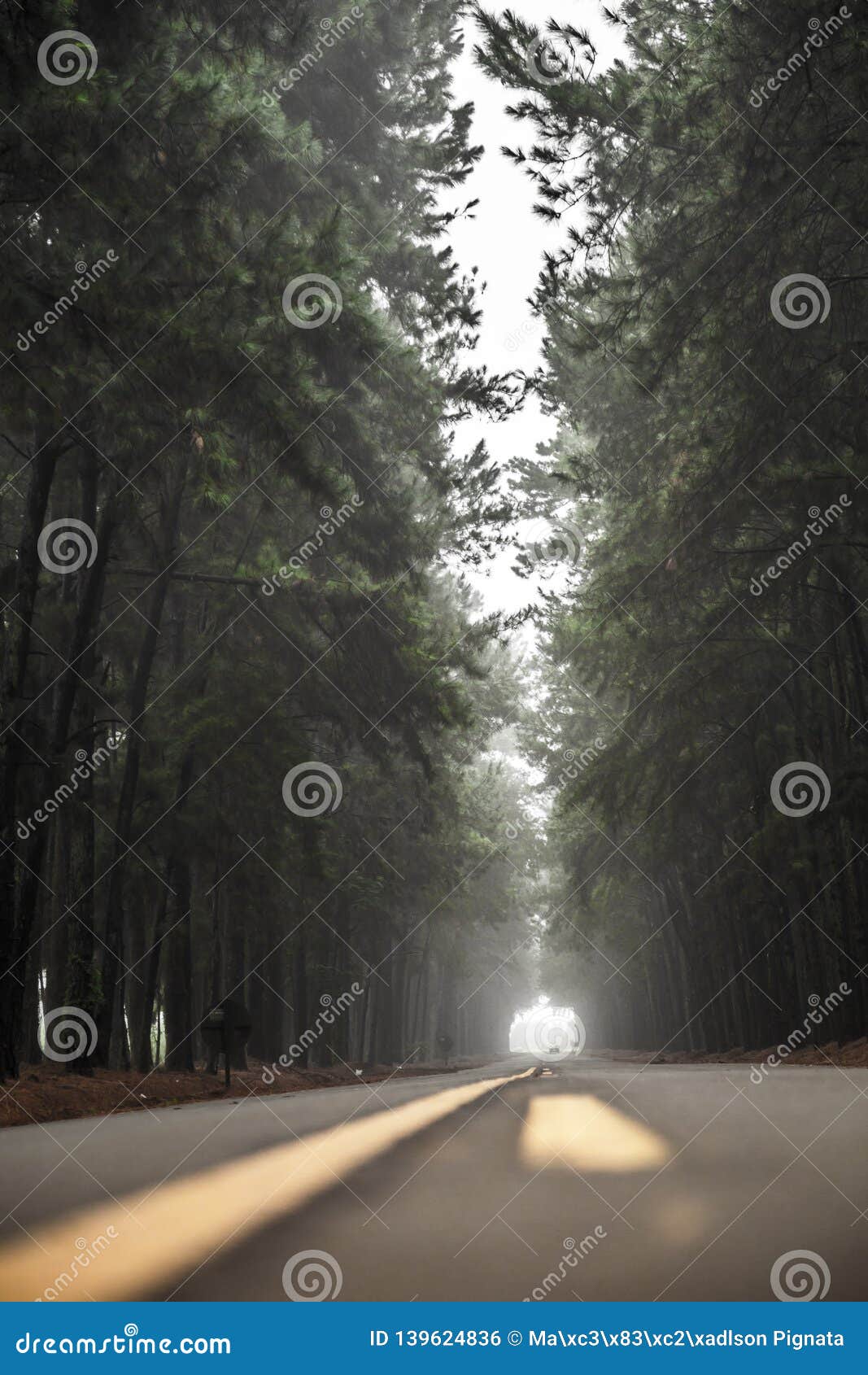 Pine Tree Mist Road Beautiful Scene Stock Photo - Image of morning ...